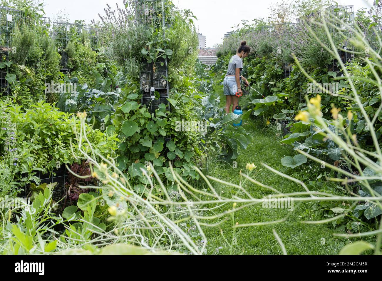 Open air culture on a roof - Harvesting of vegetables in an urban farm ...