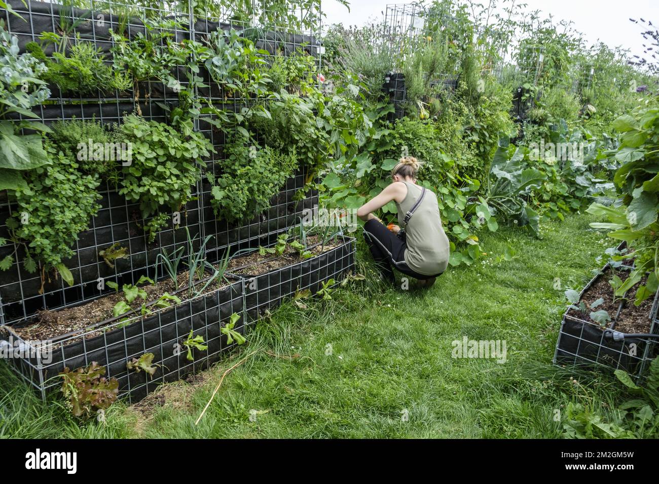 Open air culture on a roof - Harvesting of vegetables in an urban farm ...