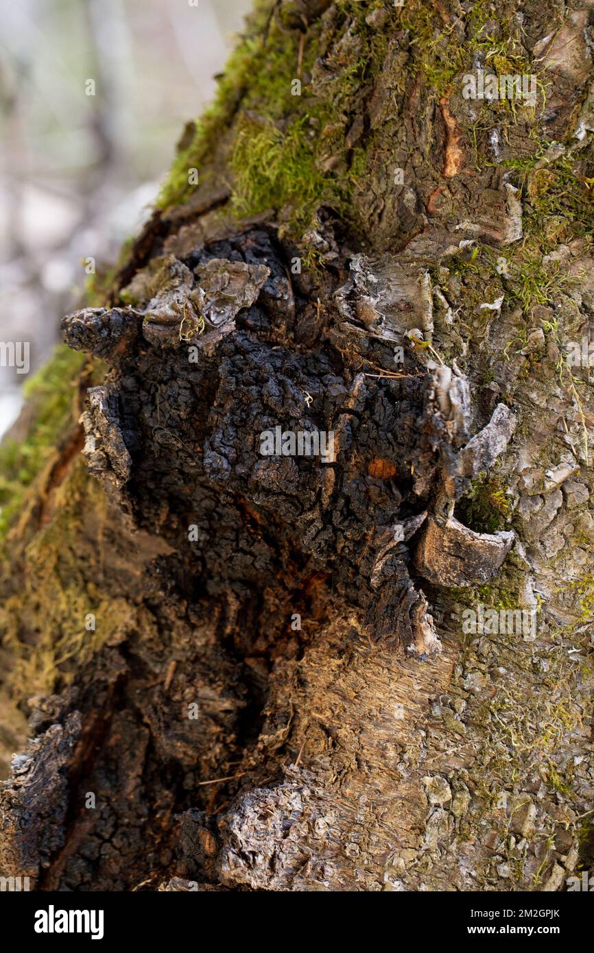 Phaeoporus obliquus hi-res stock photography and images - Alamy