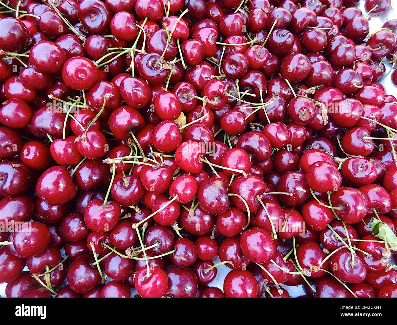 Cherries | Cerises 14/07/2018 Stock Photo - Alamy