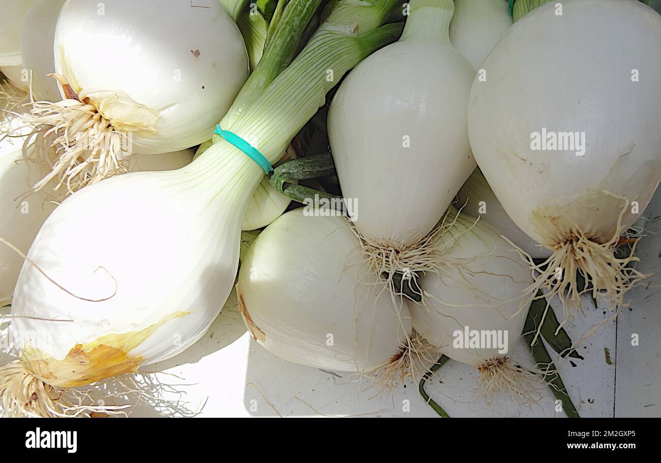 Oignons bio hi-res stock photography and images - Alamy
