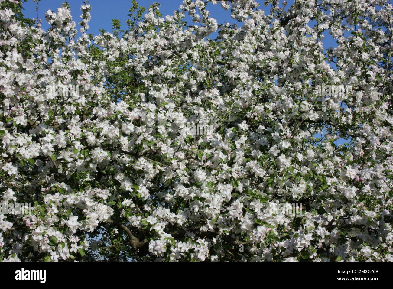 Flowering Apple Tree Stock Photo - Alamy