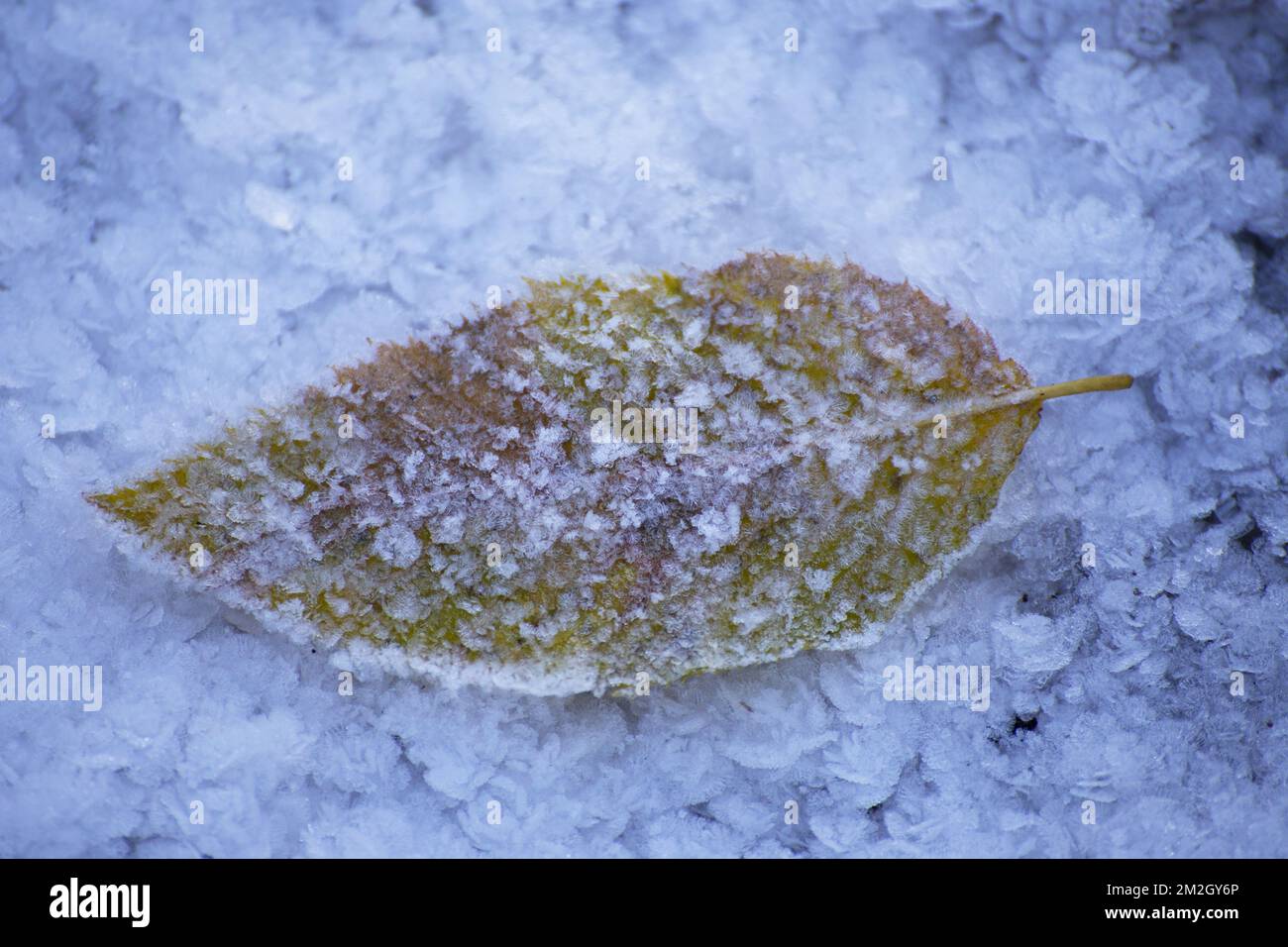 frozen autumn leaves Stock Photo - Alamy