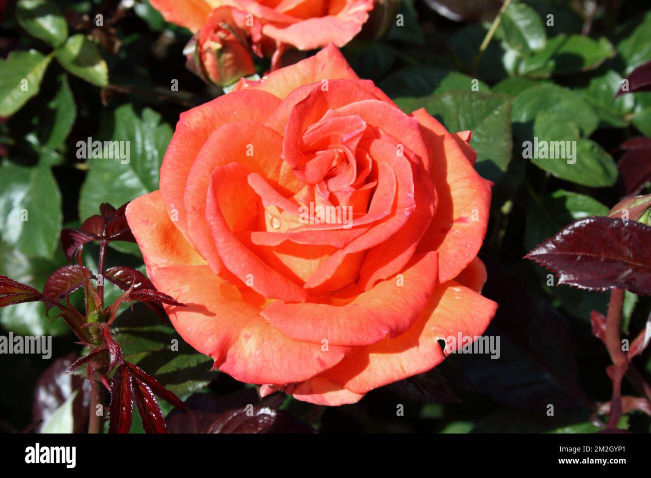 Hybrid Tea Rose 'Dronning Ingrid' Stock Photo - Alamy