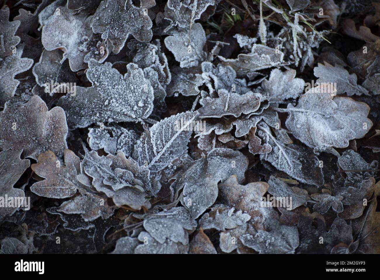 frozen autumn leaves Stock Photo - Alamy