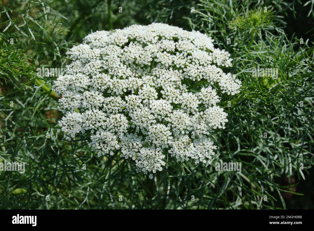 Toothpick plant hi-res stock photography and images - Alamy