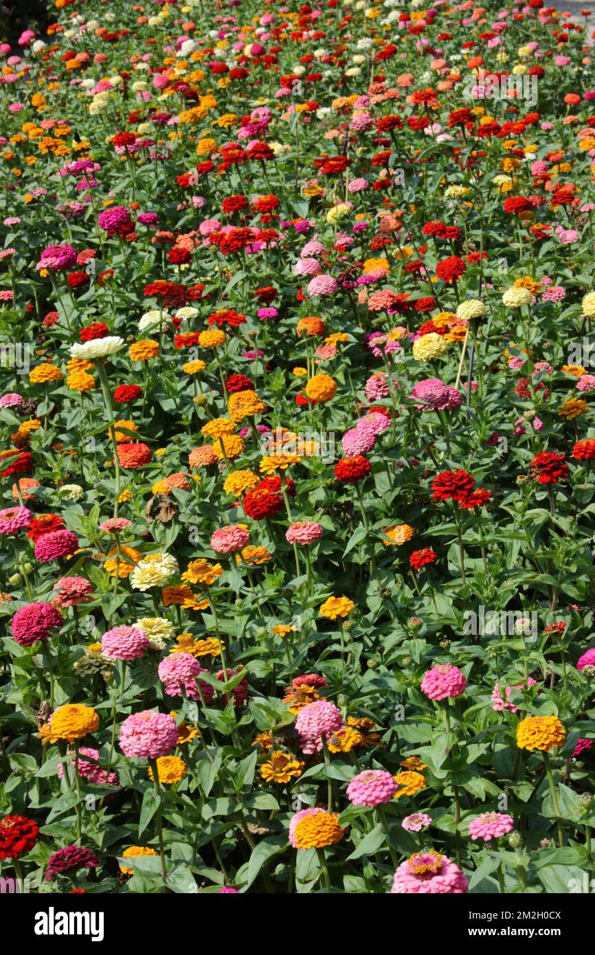 Field of Zinnias (Zinnia elegans Stock Photo - Alamy