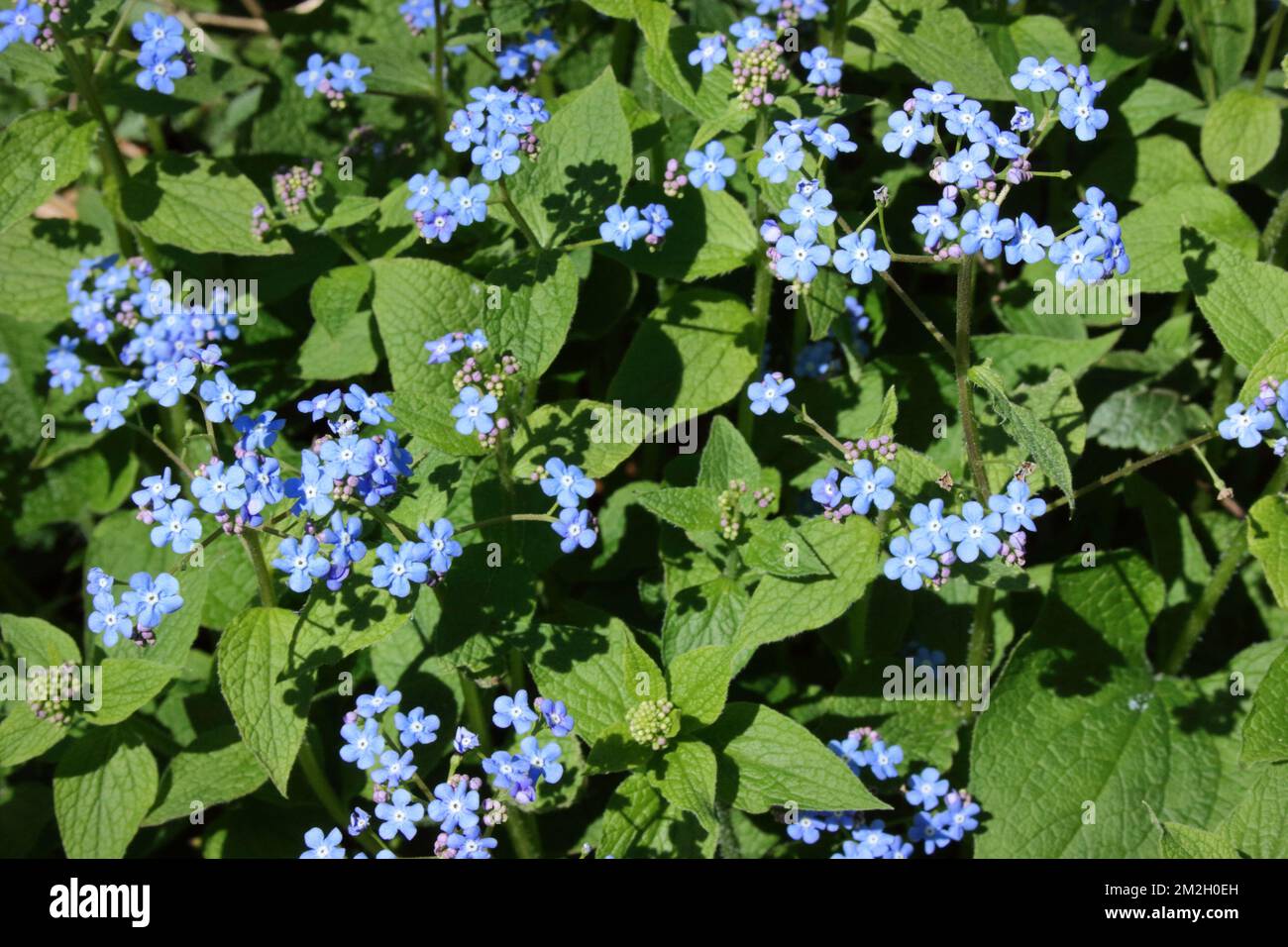 Siberian Bugloss (Brunnera macrophylla) in the garden Stock Photo - Alamy