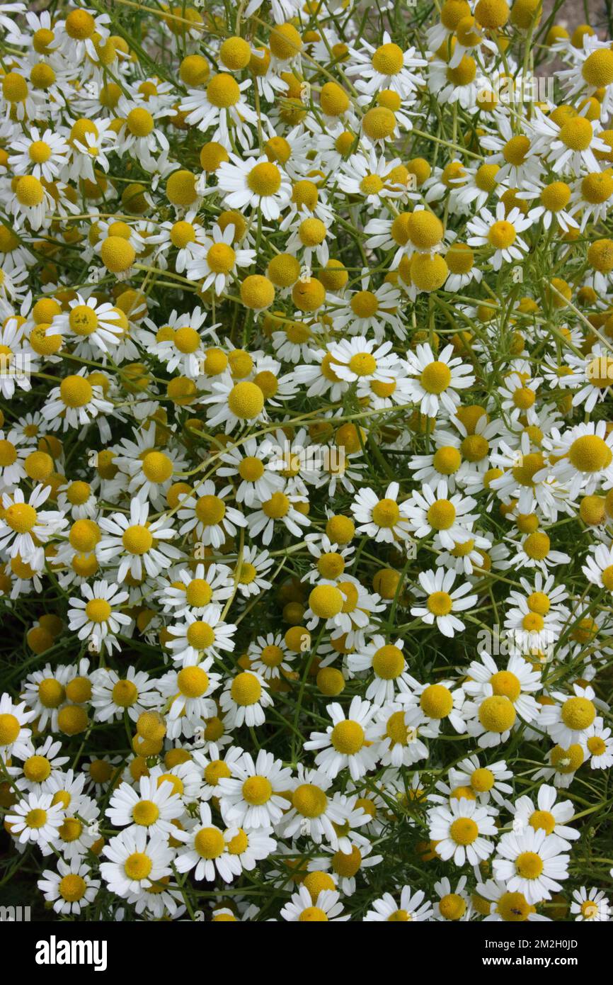 White matricaria flowers on hi-res stock photography and images - Alamy