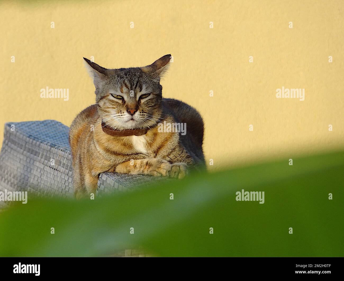 Chats de chat chat hi-res stock photography and images - Alamy