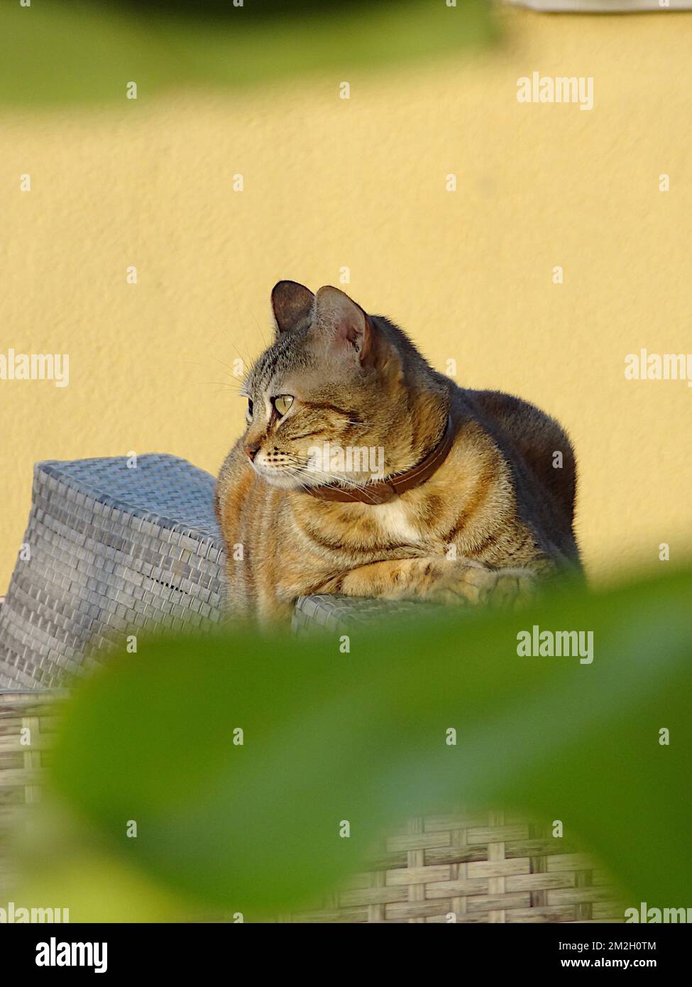 Chats de chat chat hi-res stock photography and images - Alamy