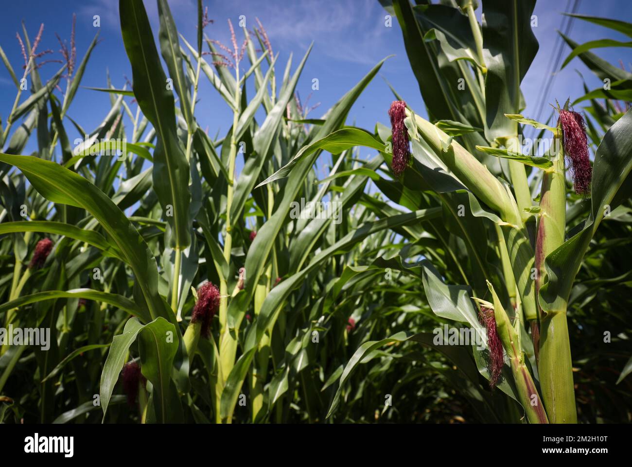 Belgaillu hi-res stock photography and images - Alamy