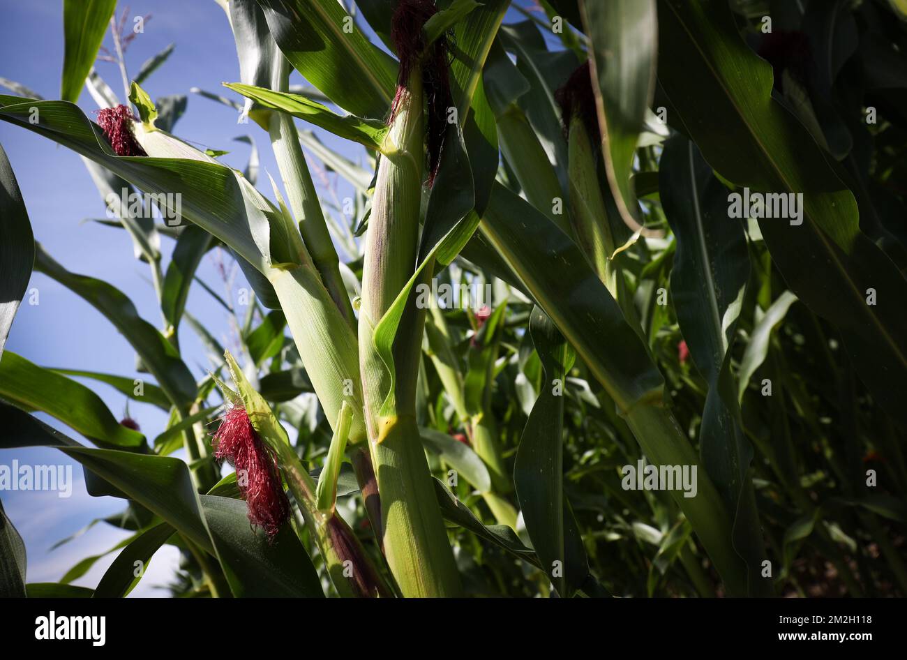 Maïs corn hi-res stock photography and images - Alamy