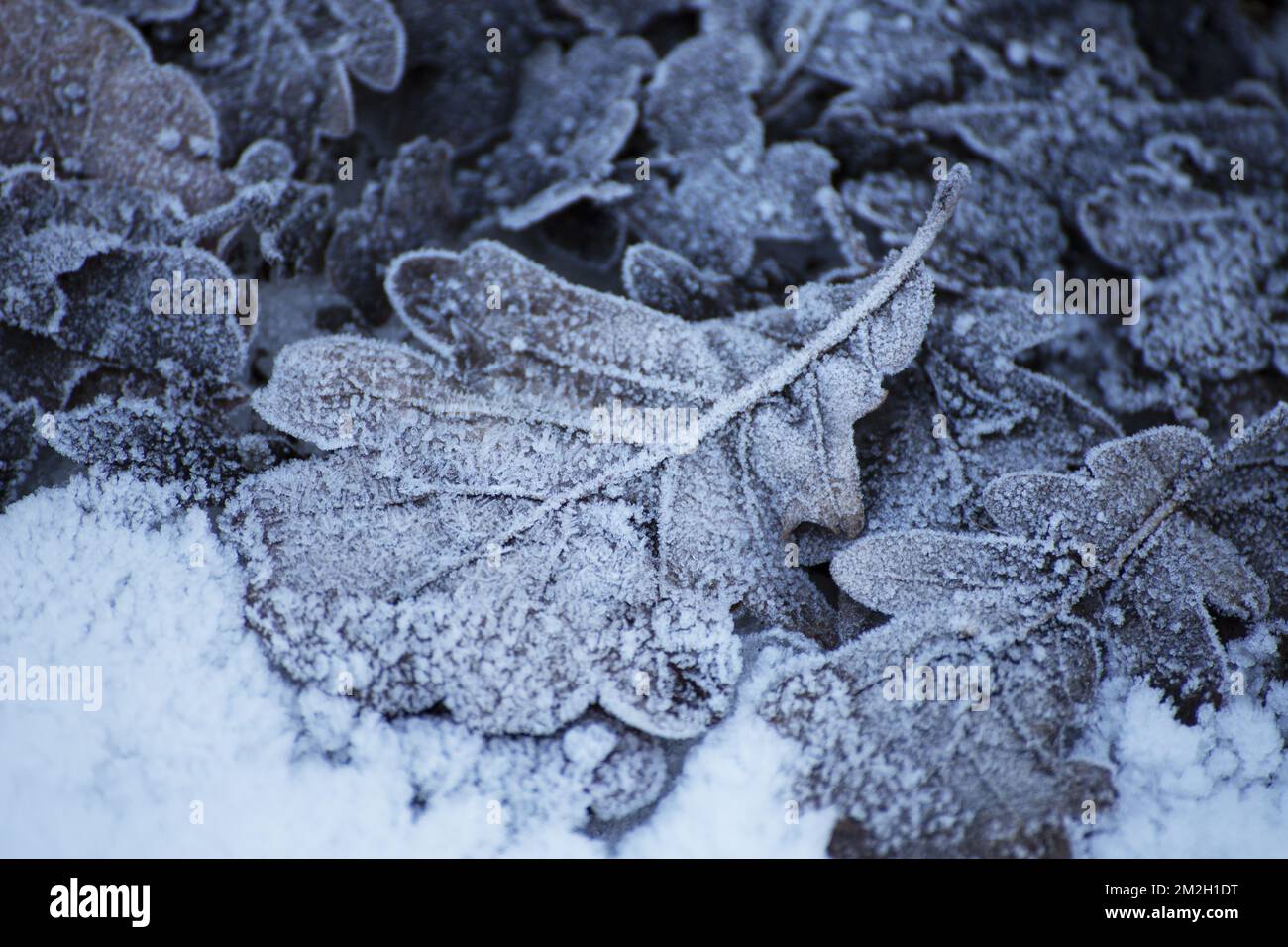 frozen autumn leaves Stock Photo - Alamy
