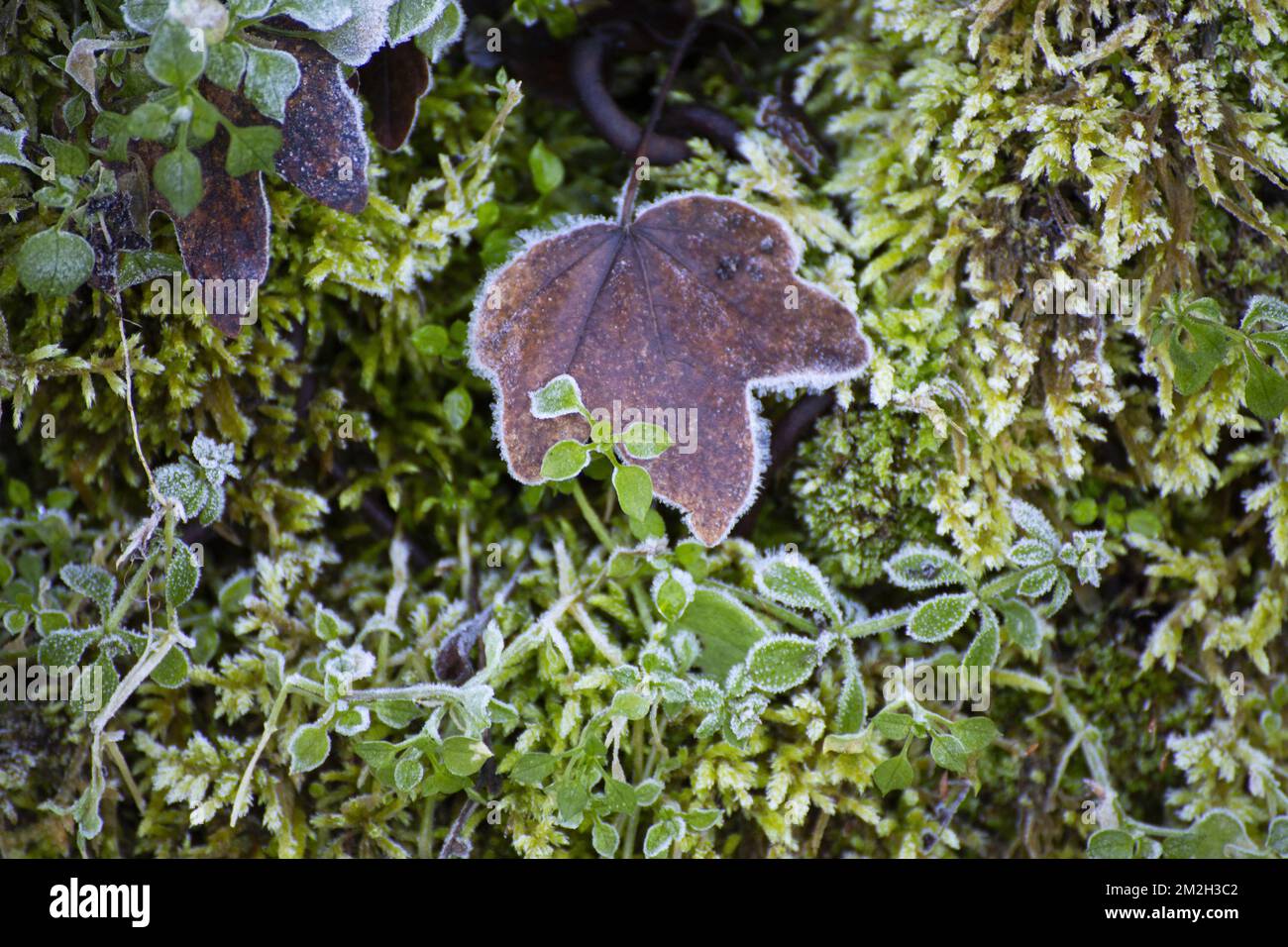 Frozen leaf macro fall autumn hi-res stock photography and images - Alamy