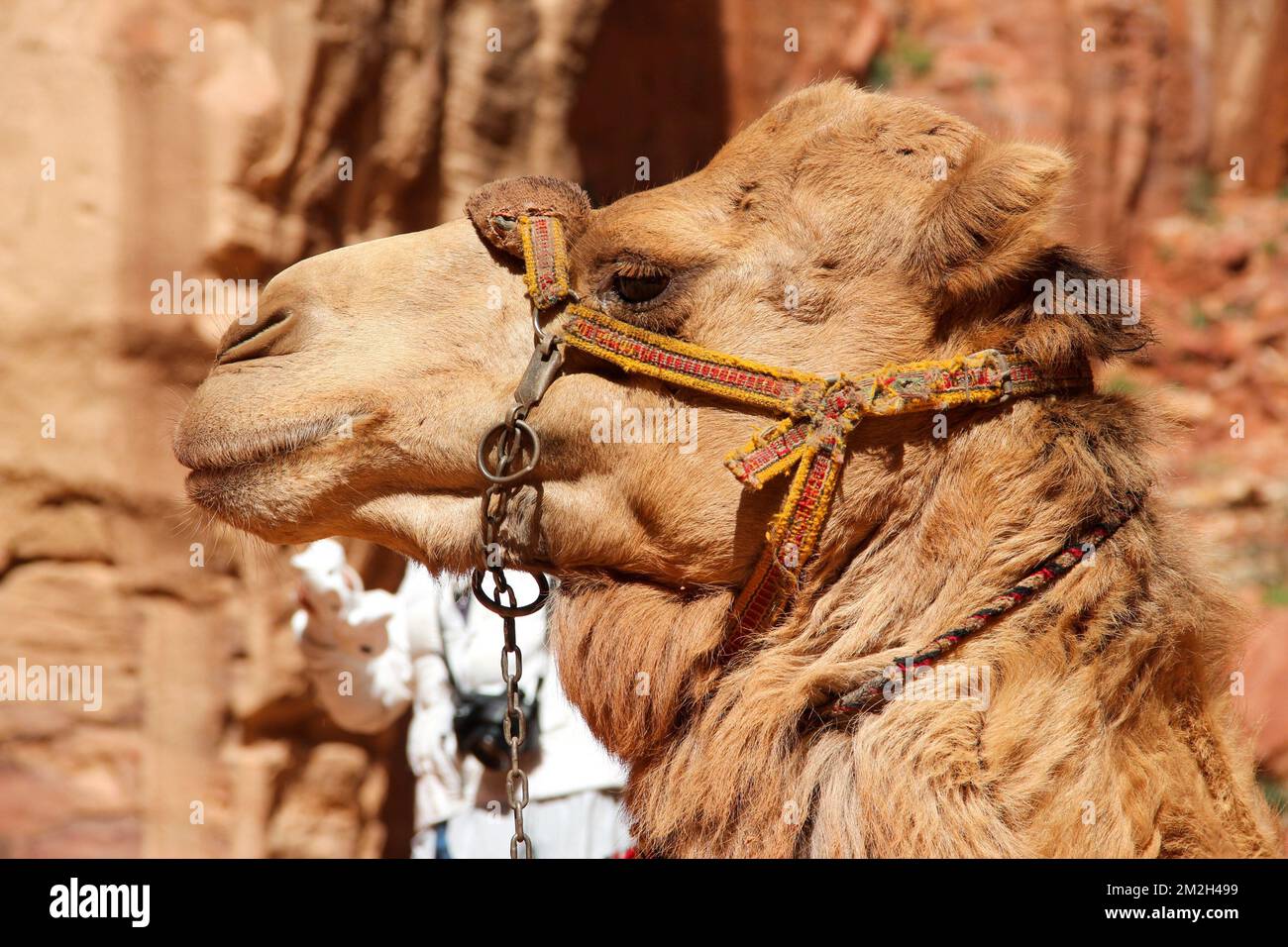 A closeup of the side view of a brown furry camel (Camelus) on the ...