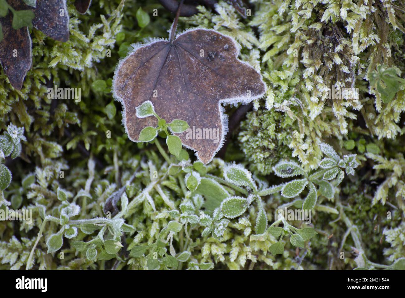 frozen autumn leaves Stock Photo - Alamy