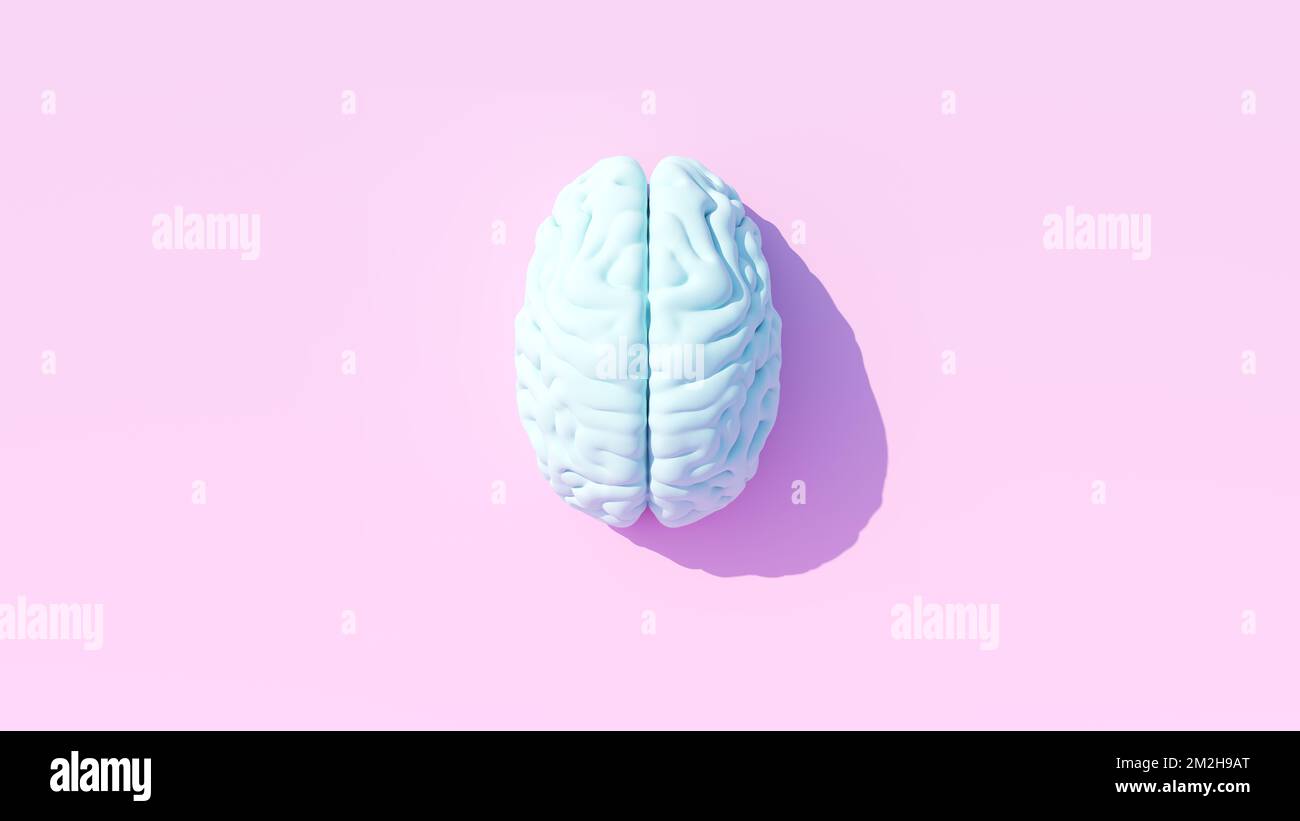 Brain model top view hi-res stock photography and images - Alamy