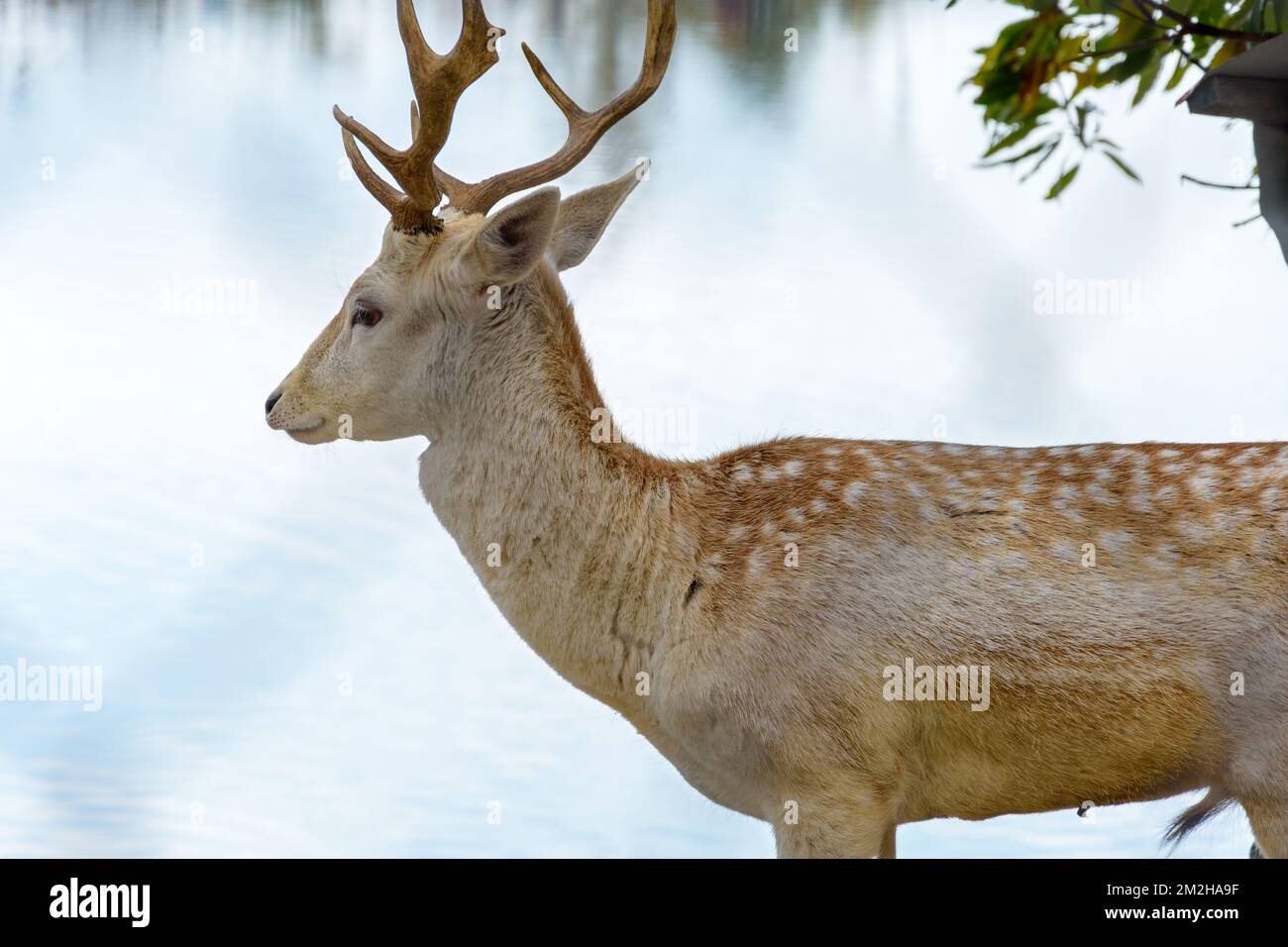In greece wild mediterranean mountain hi-res stock photography and ...