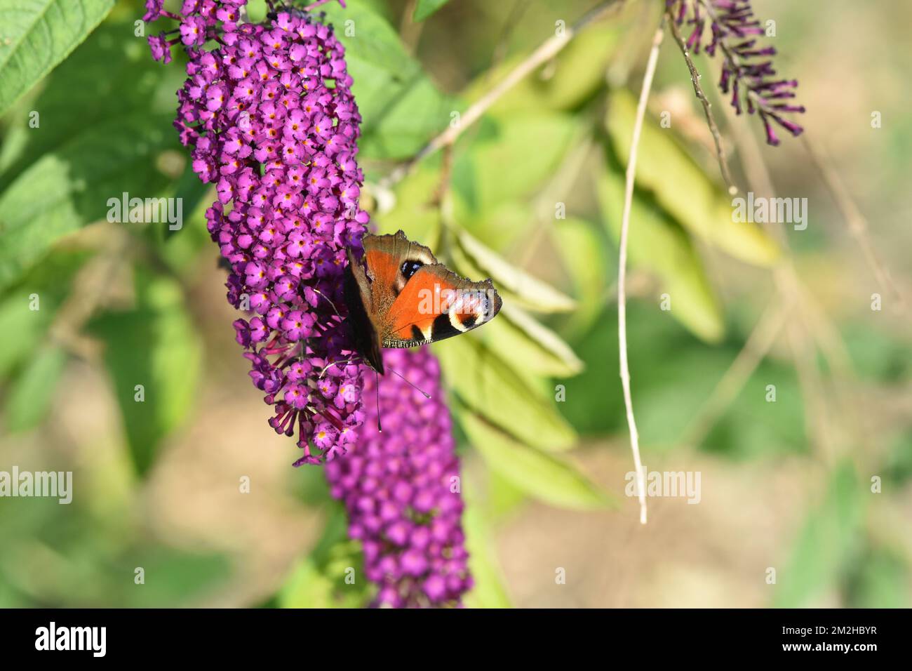Butterfly | Papillon 31/07/2018 Stock Photo - Alamy