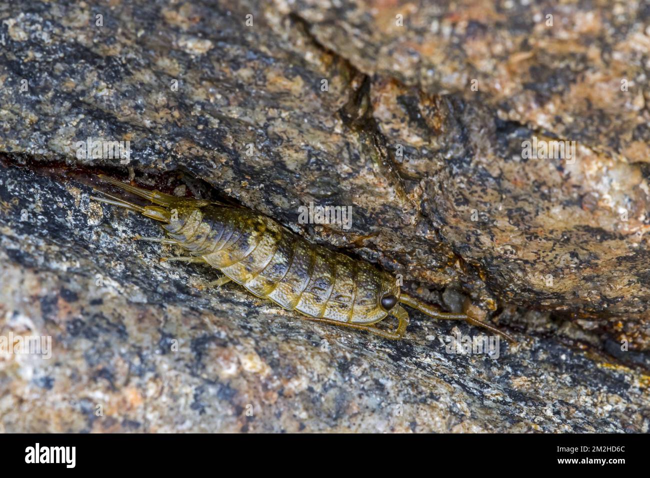 Common sea slater / sea roach (Ligia oceanica), littoral woodlouse and ...
