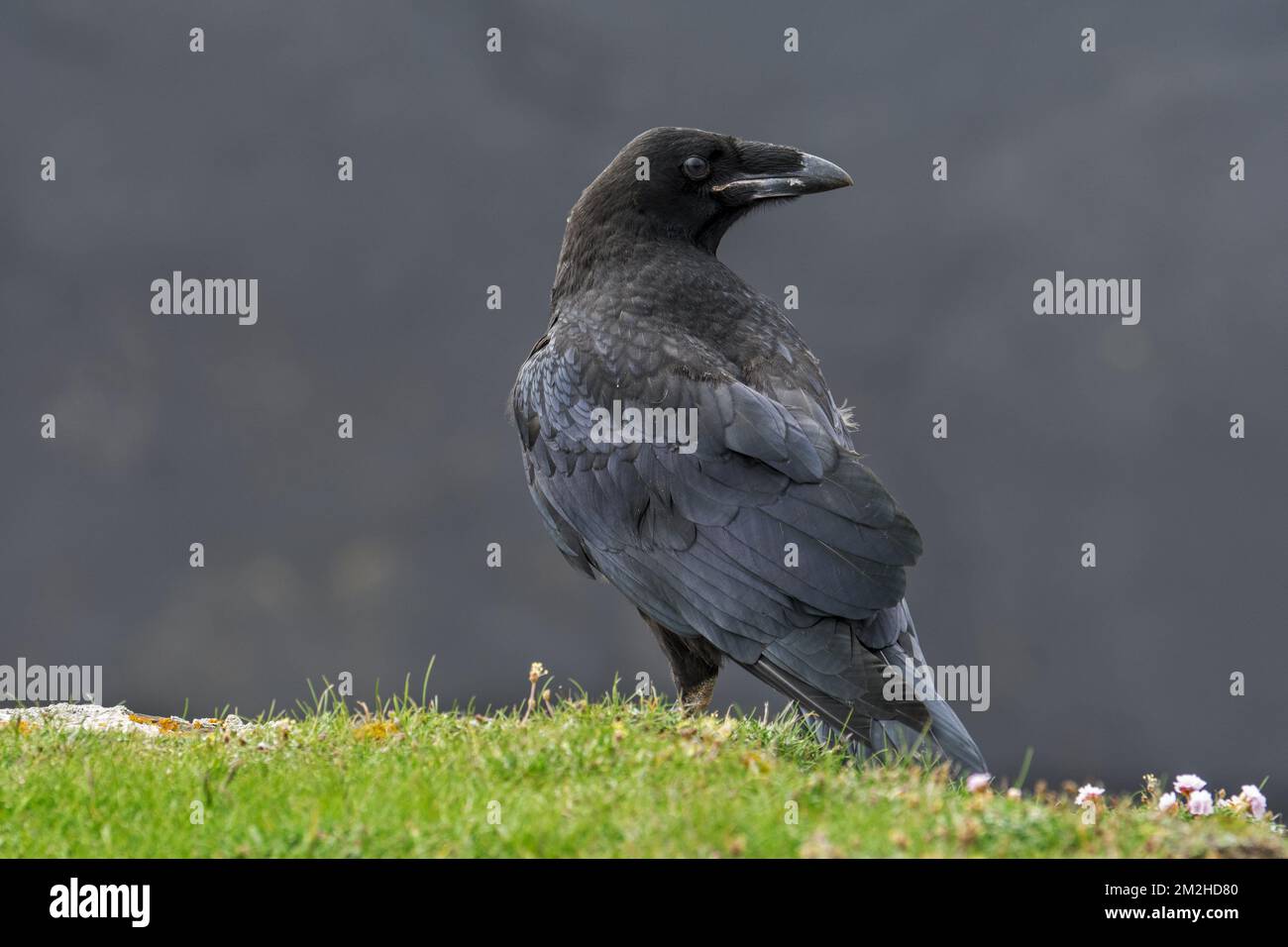 Common raven / northern raven (Corvus corax) looking backwards | Grand ...