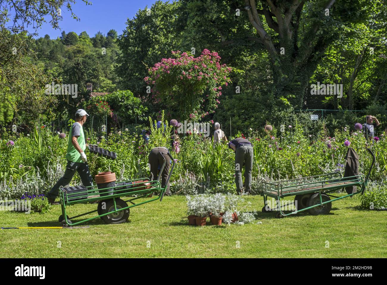 Gardeners / horticulturalists working in summer in the garden at the ...