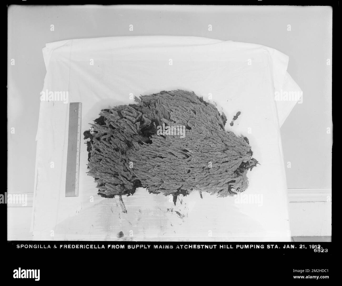 Distribution Department, Chestnut Hill Pumping Station, spongilla and ...