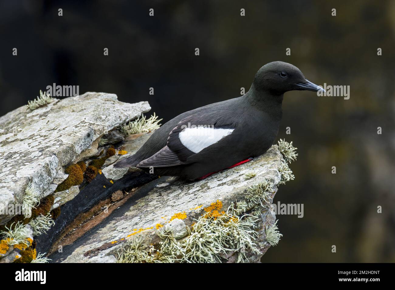 Black guillemot / tystie (Cepphus grylle) resting on rock ledge in sea ...