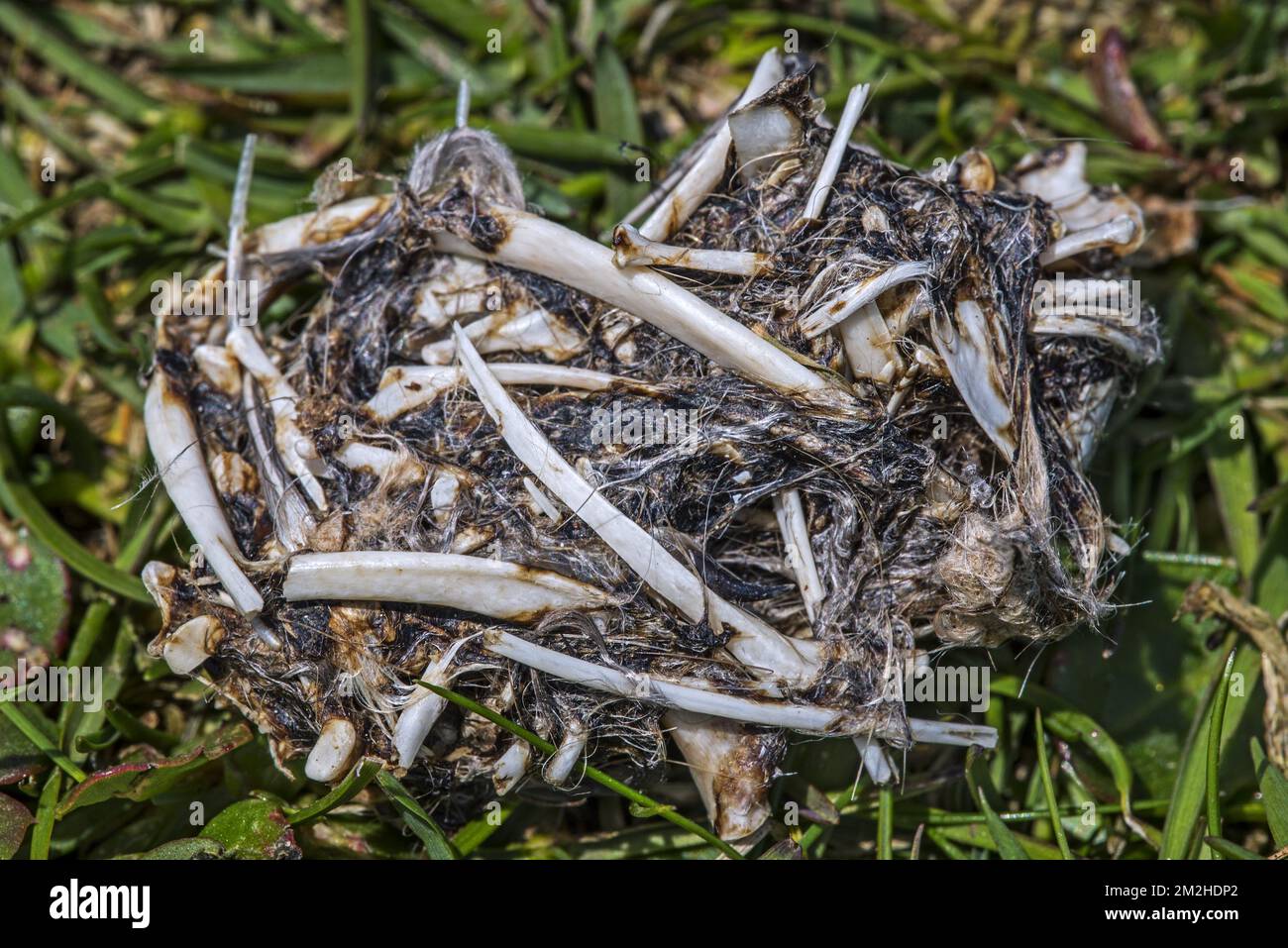 Regurgitated hi-res stock photography and images - Alamy