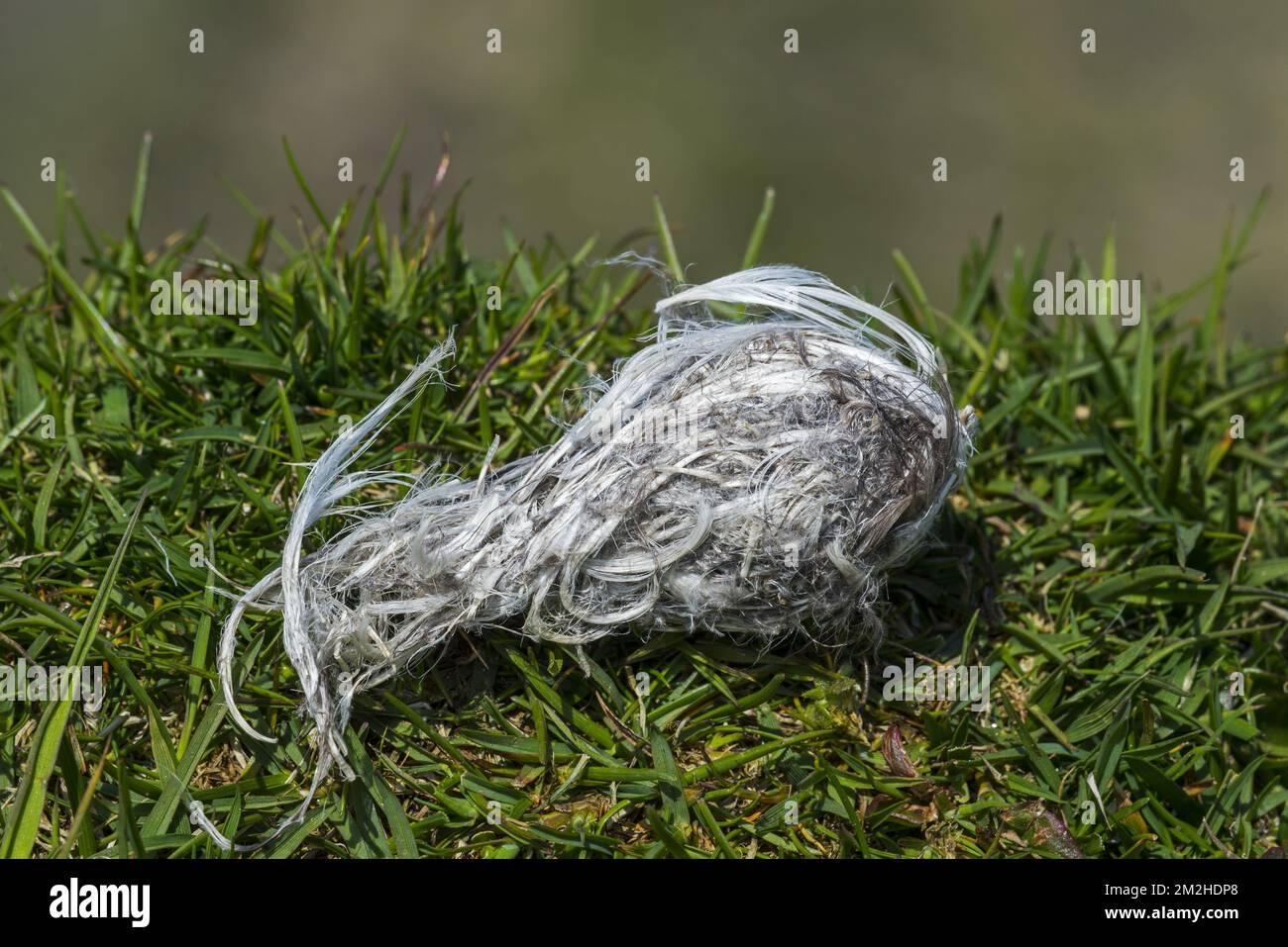 Regurgitated hi-res stock photography and images - Alamy