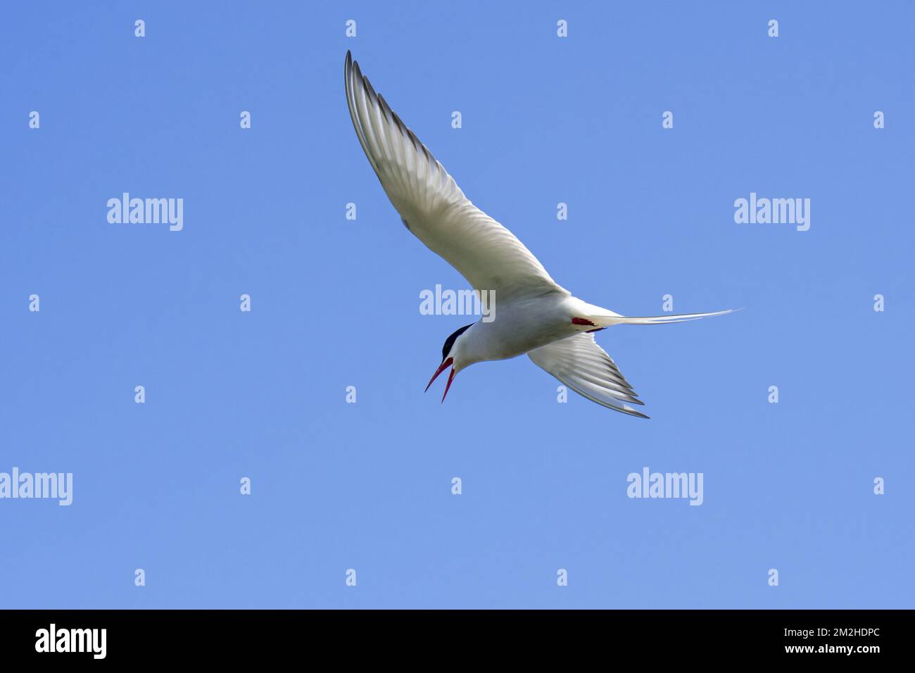 Sterne volant hi-res stock photography and images - Alamy