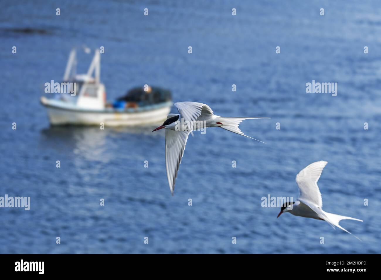Two Arctic terns (Sterna paradisaea) in flight above fishing boat at ...