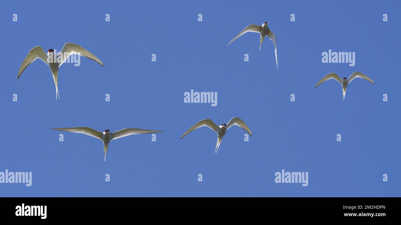 Flock of Arctic terns (Sterna paradisaea) in flight against blue sky ...