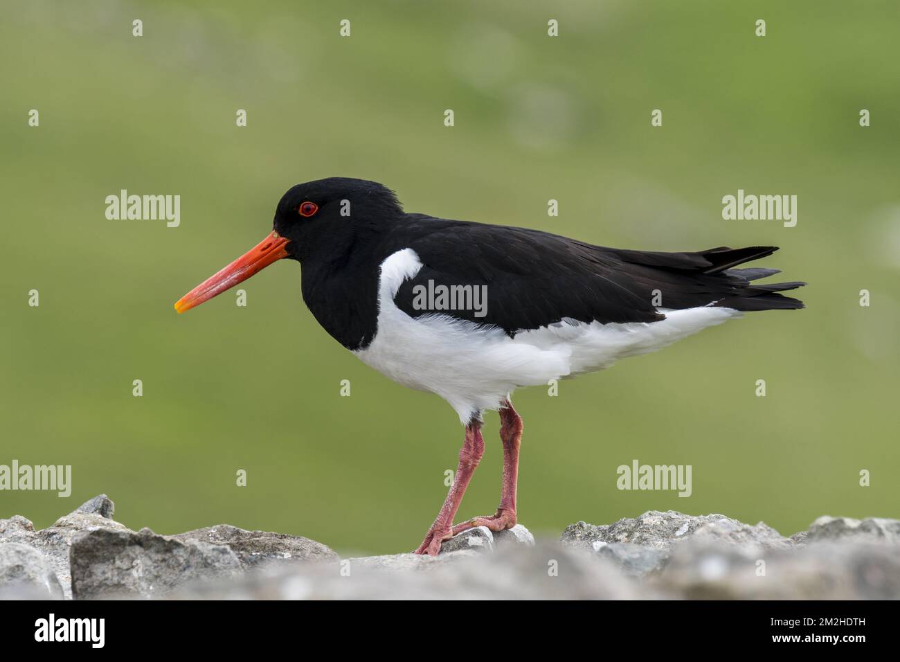 Common pied oystercatcher / Eurasian oystercatcher (Haematopus ostralegus) with blunt bill tip ...
