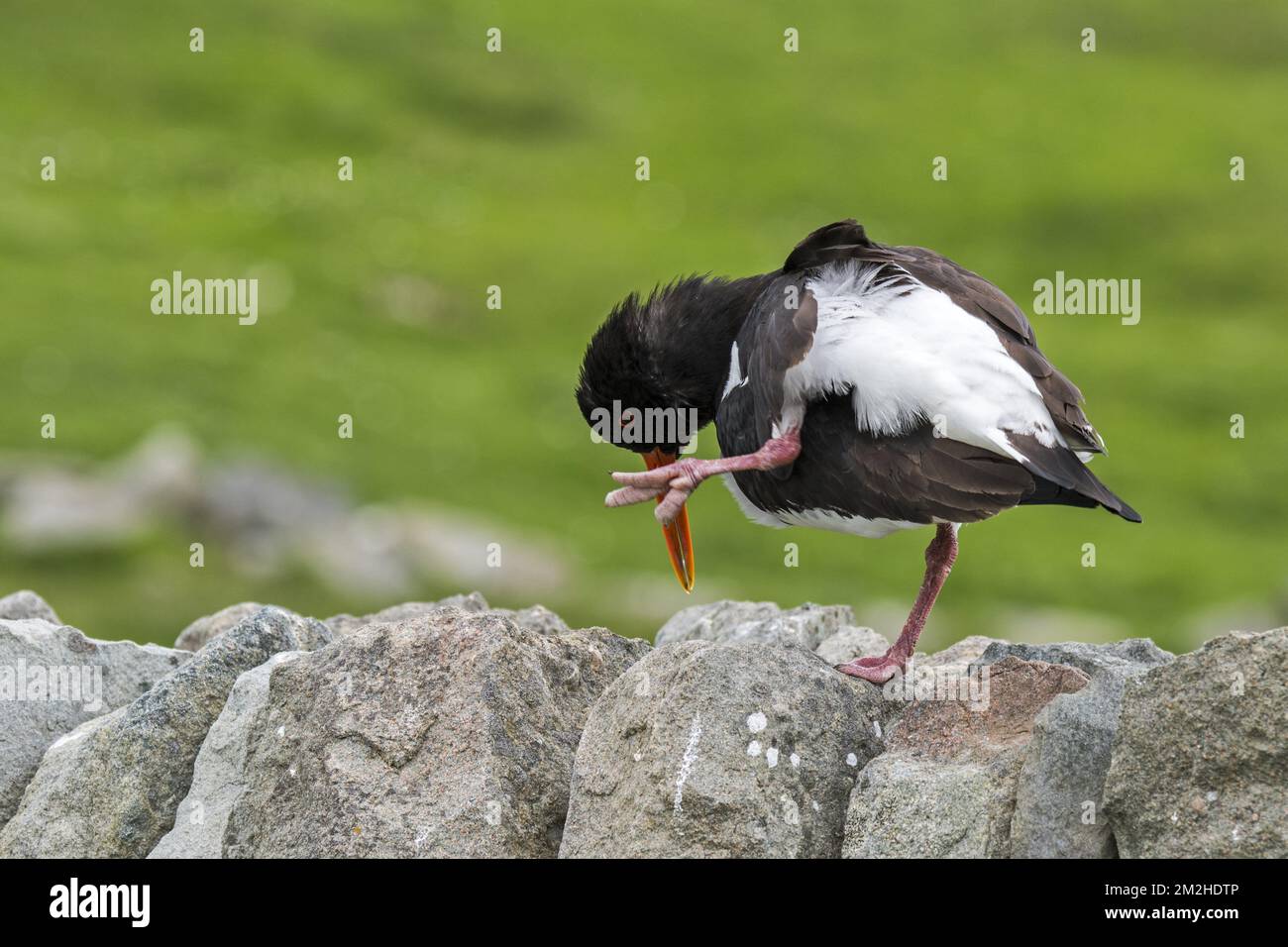 Common pied oystercatcher / Eurasian oystercatcher (Haematopus ostralegus) on dry stone wall ...