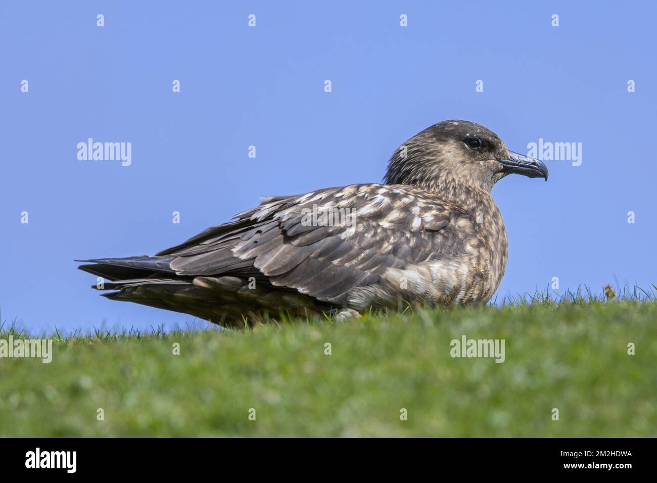 Great skua (Stercorarius skua) nesting on moorland in spring, Scotland, UK | Grand labbe / grand ...