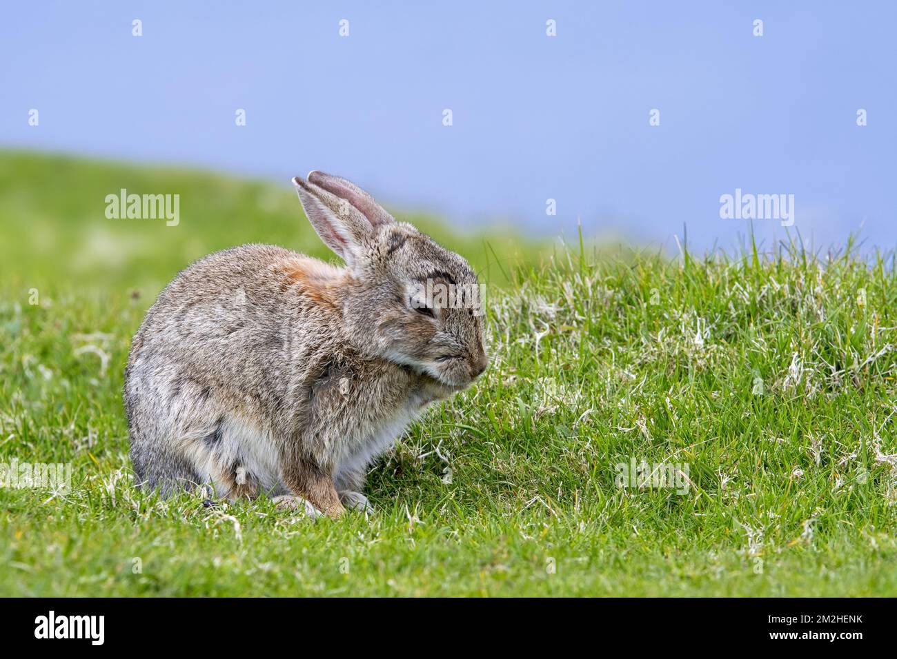 European rabbit (Oryctolagus cuniculus) grooming fur of foreleg in ...