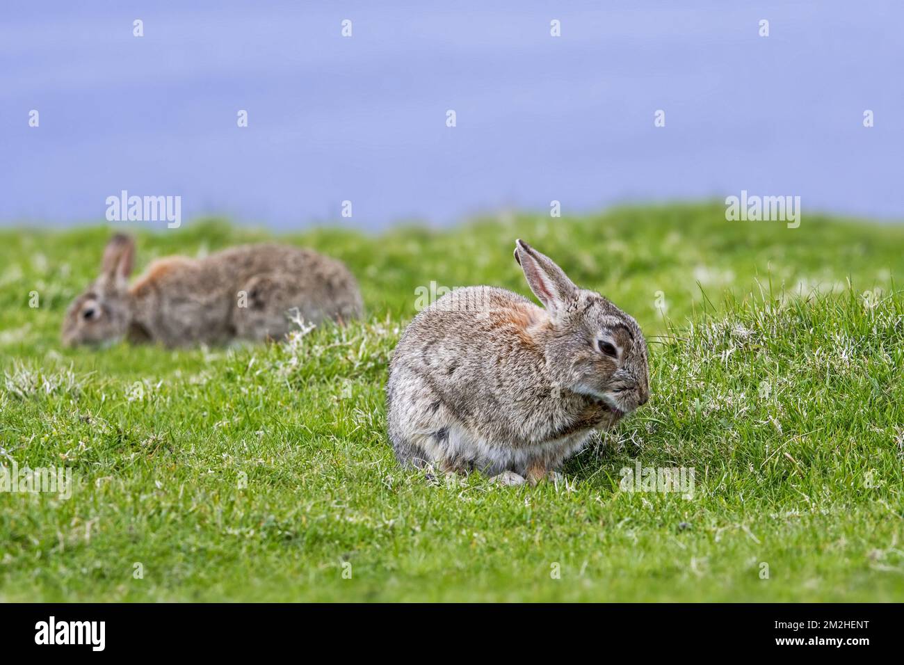 Two European rabbits (Oryctolagus cuniculus) grazing and grooming fur ...