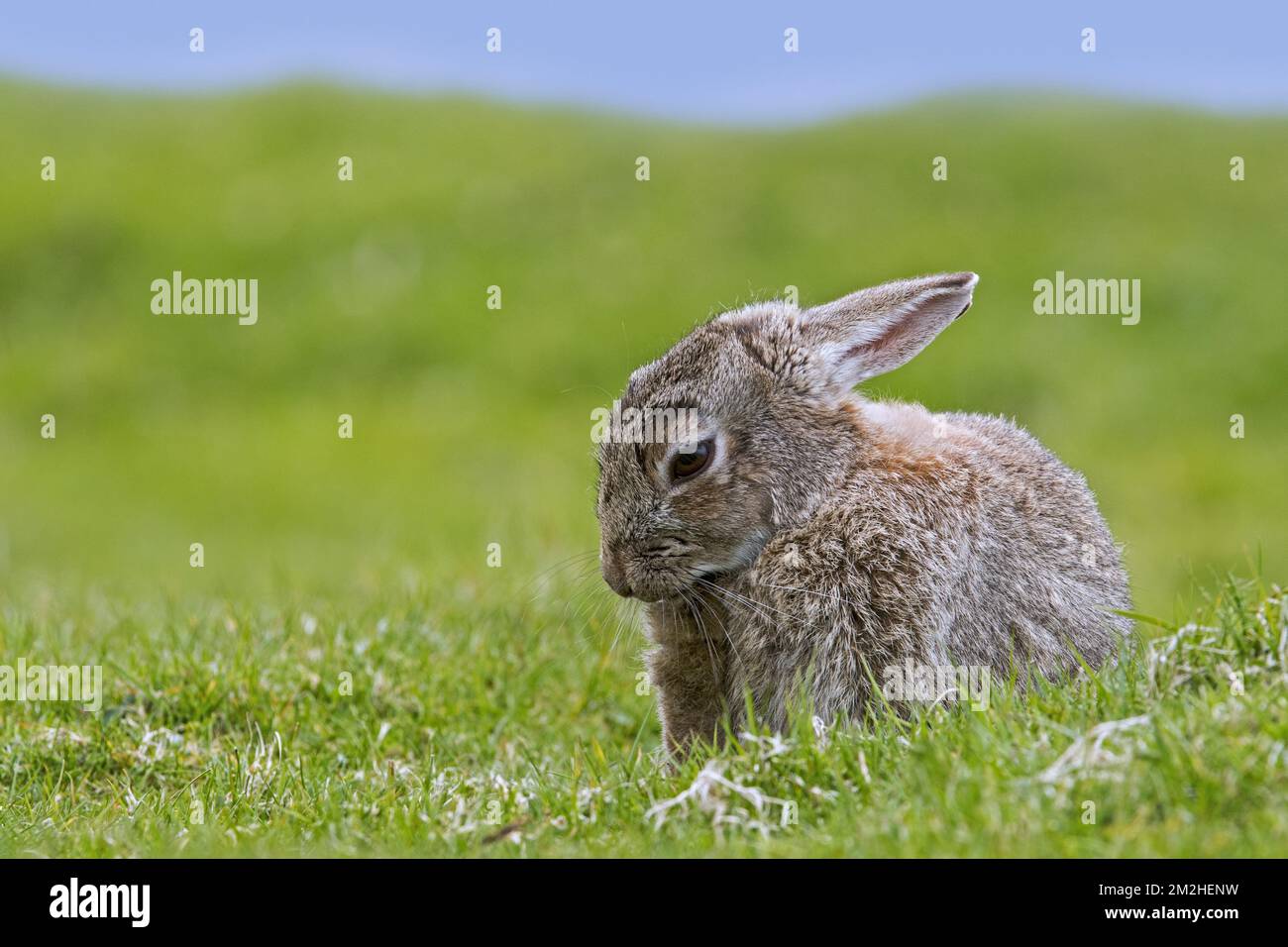 European rabbit (Oryctolagus cuniculus) grooming fur in meadow | Lapin ...