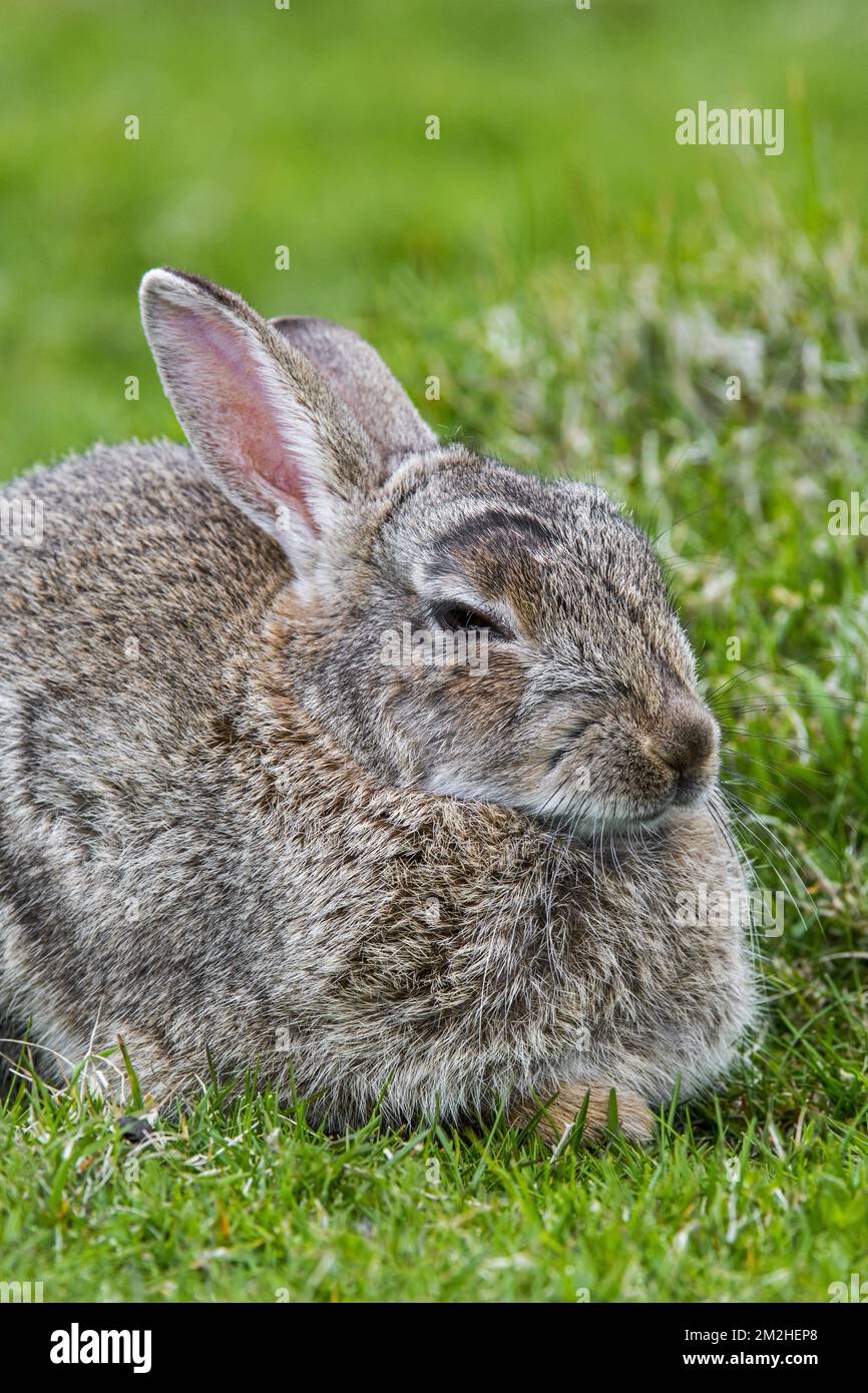 Close up of European rabbit (Oryctolagus cuniculus) lying down and ...