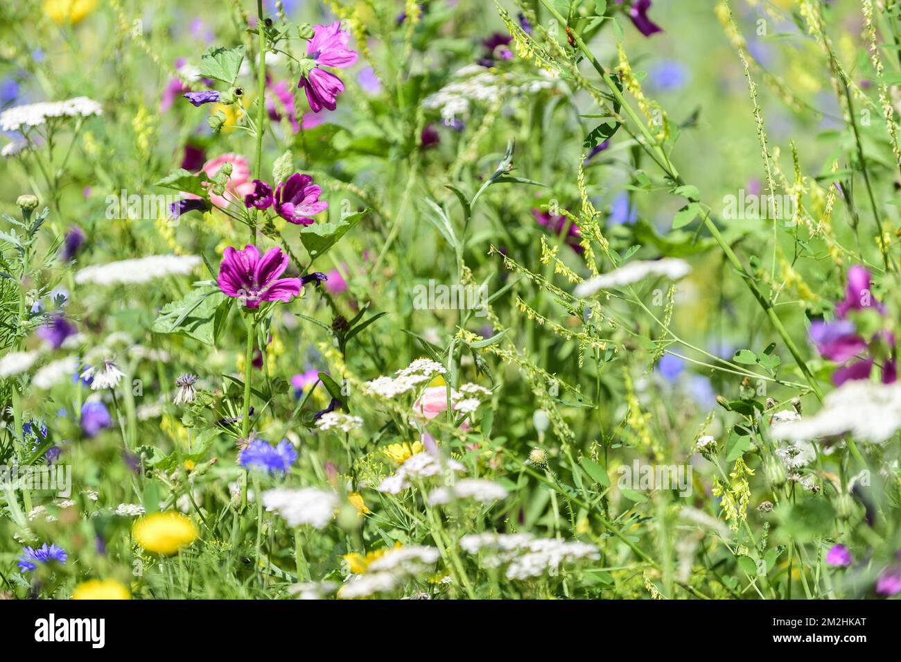 Flowers in a field during the summer. Colors and light Fleurs des ...