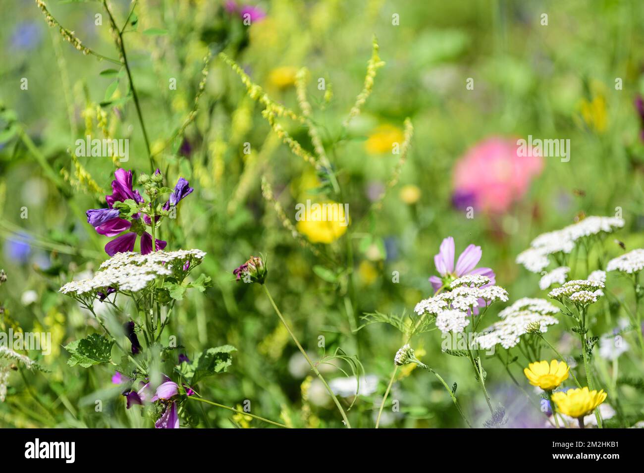 Flowers in a field during the summer. Colors and light Fleurs des ...