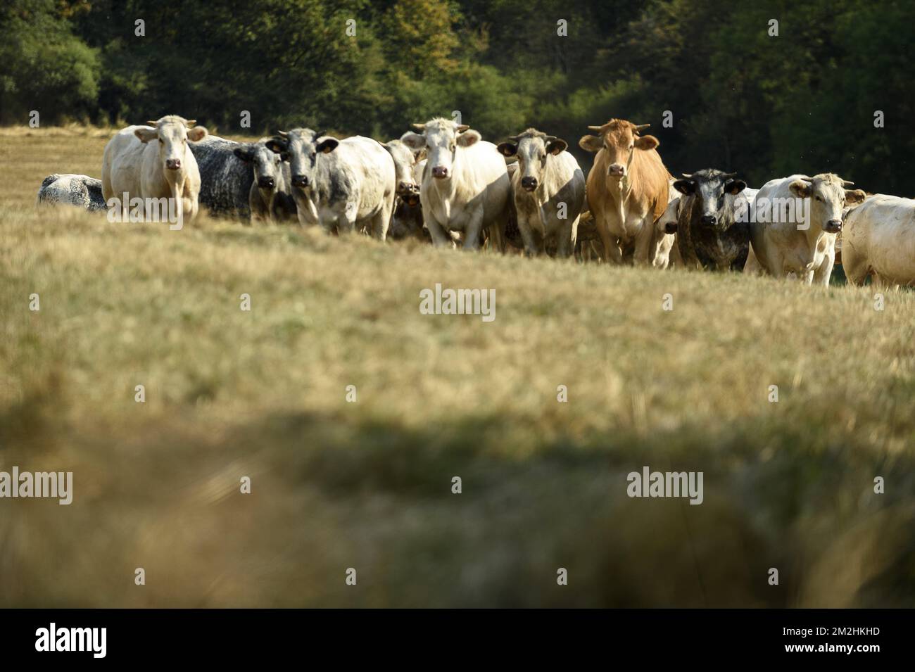 L'herbe de vache hi-res stock photography and images - Alamy