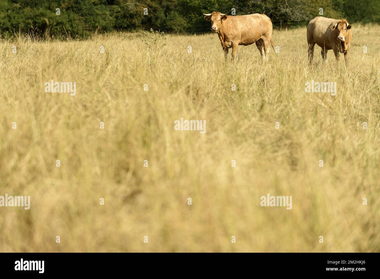 L'herbe de vache hi-res stock photography and images - Alamy