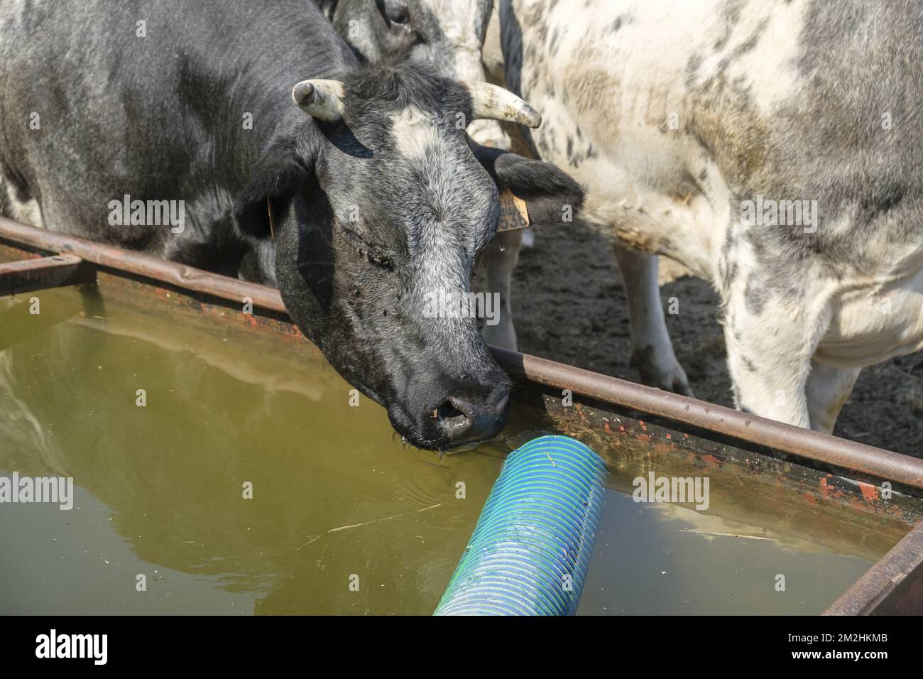 Cows comes to drink water out of basin | Les vaches assoifées par la ...