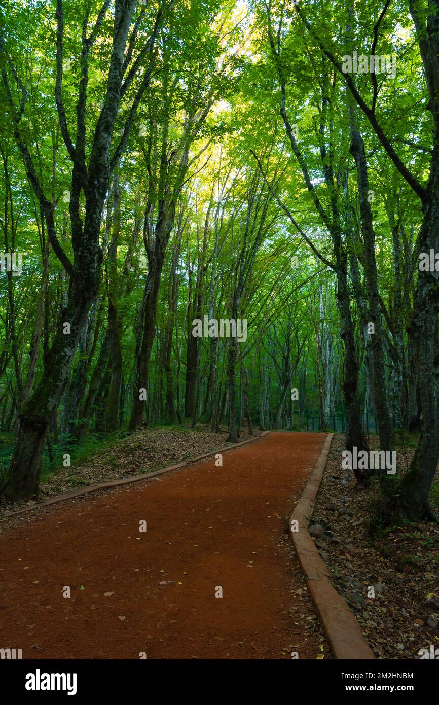 Jogging trail in a forest with tall trees around it. Belgrad Forest in ...