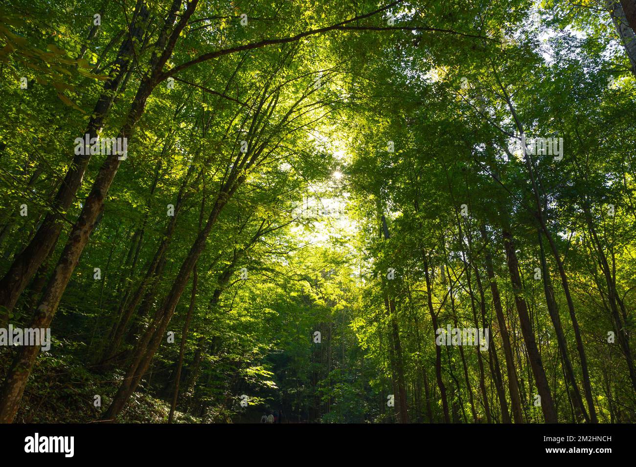 Wide angle view of tall trees in the forest. Lush forest. Earth Day or ...