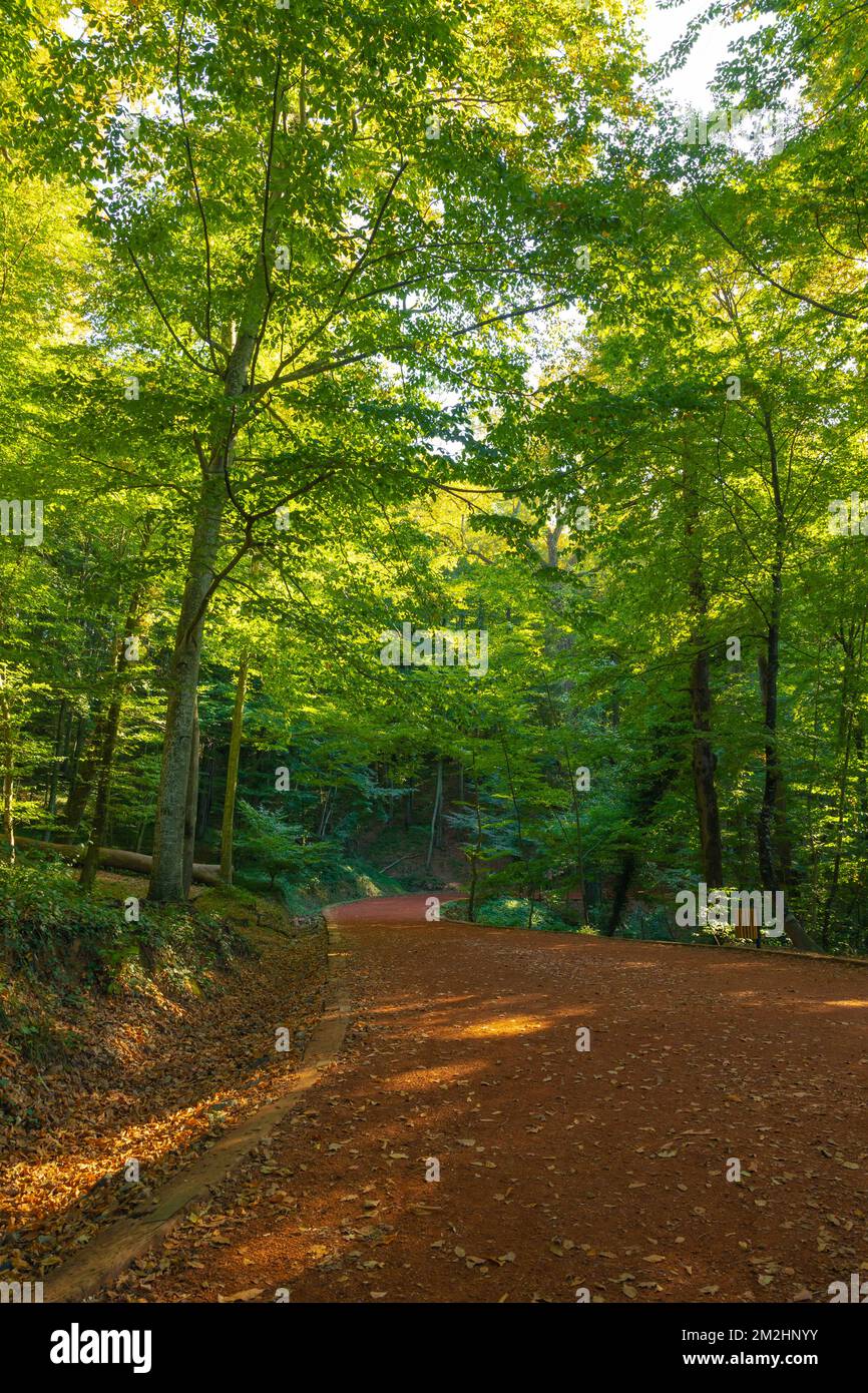 Hiking trail in the forest. Recreational areas vertical background ...