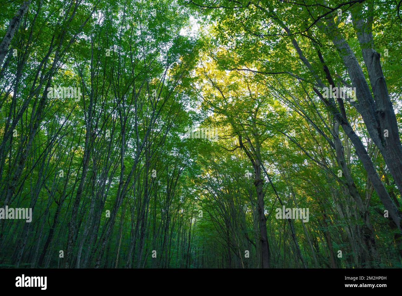 Tall trees in the forest. Lush forest background. Carbon net zero or ...